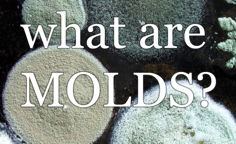 What are Molds? - Family Allergy & Asthma Care
