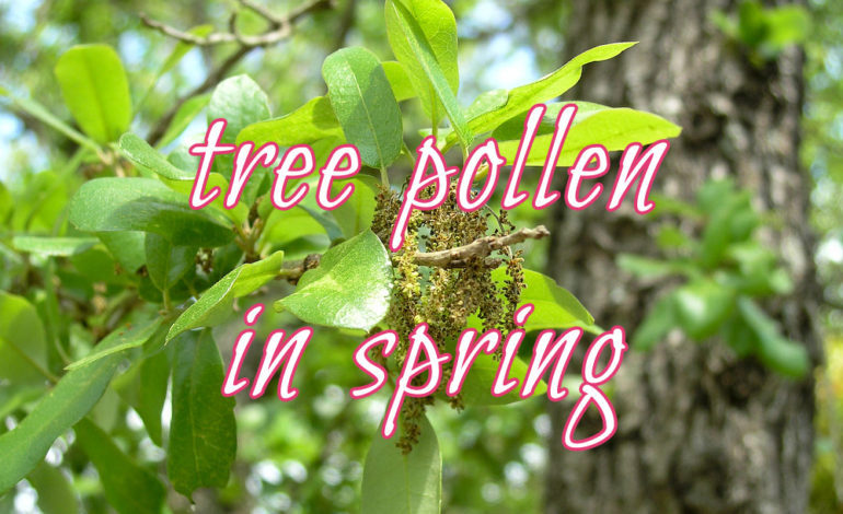 Tree Pollen in Spring - Family Allergy & Asthma Care